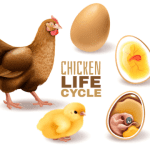 Top 5 Favorite Science Activities for Students - ThinkFives