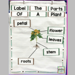 Top 5 Kindergarten Smorgasboard Activities on Plants - ThinkFives