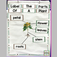 Top 5 Kindergarten Smorgasboard Activities on Plants - ThinkFives